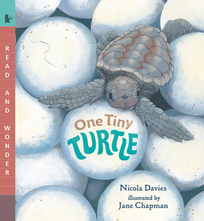 One Tiny Turtle – Knygynas eureka!